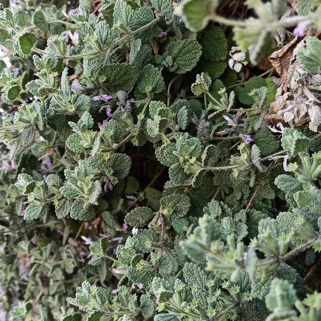 🌿 Herb of the Week: Horehound (Marrubium vulgare) – Moonbeam Medicine
